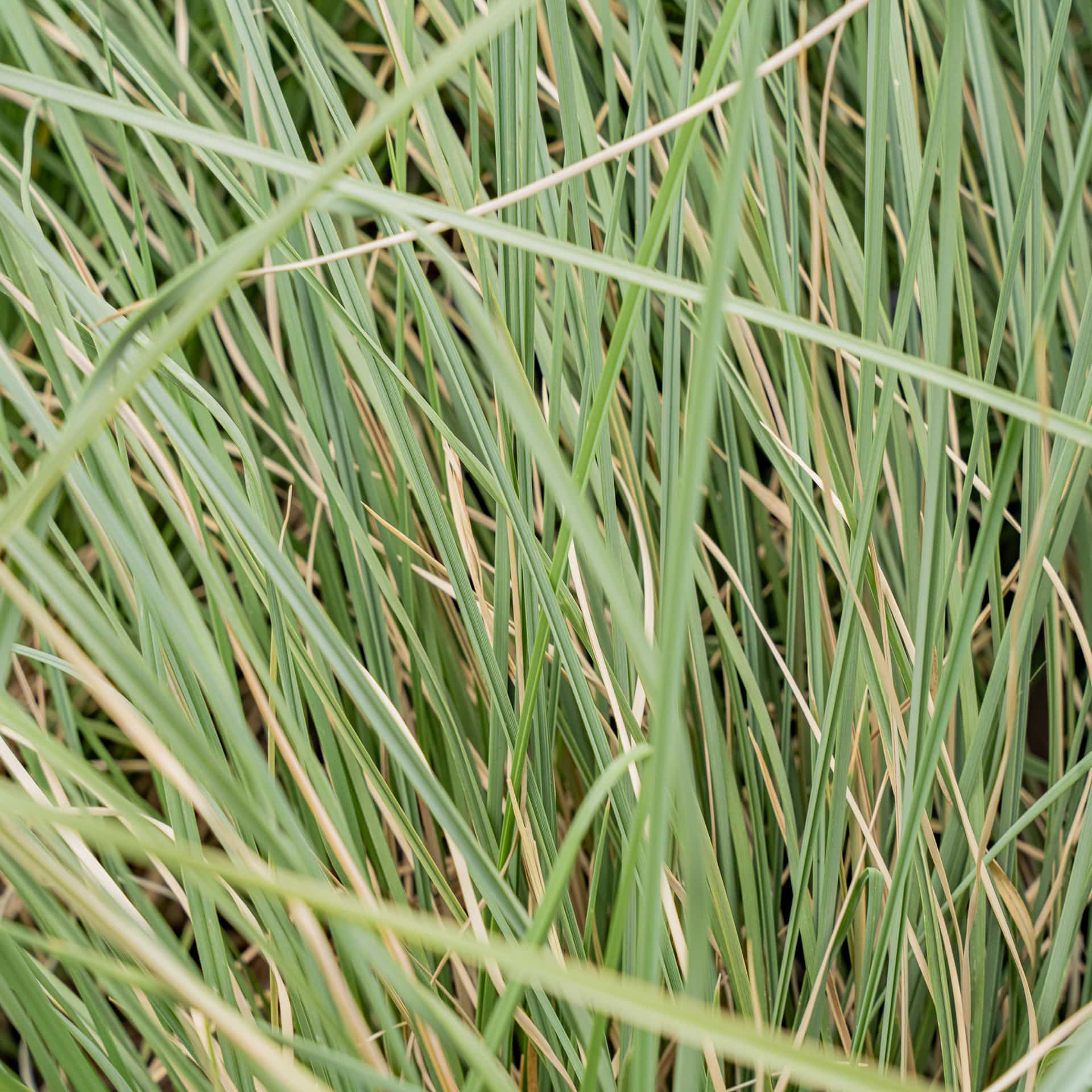 Deer Grass | Shrub | Moon Valley Nurseries