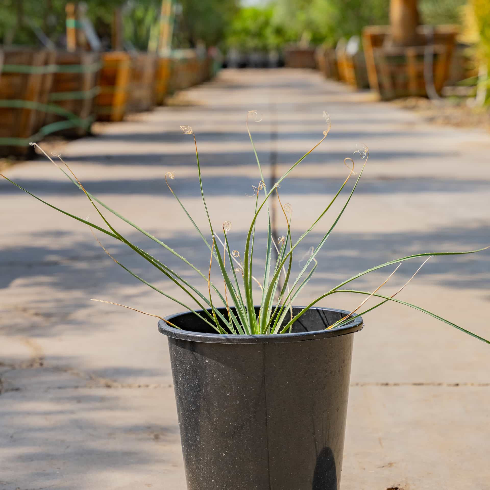 Desert Spoon | Cacti Agave and More | Moon Valley Nurseries