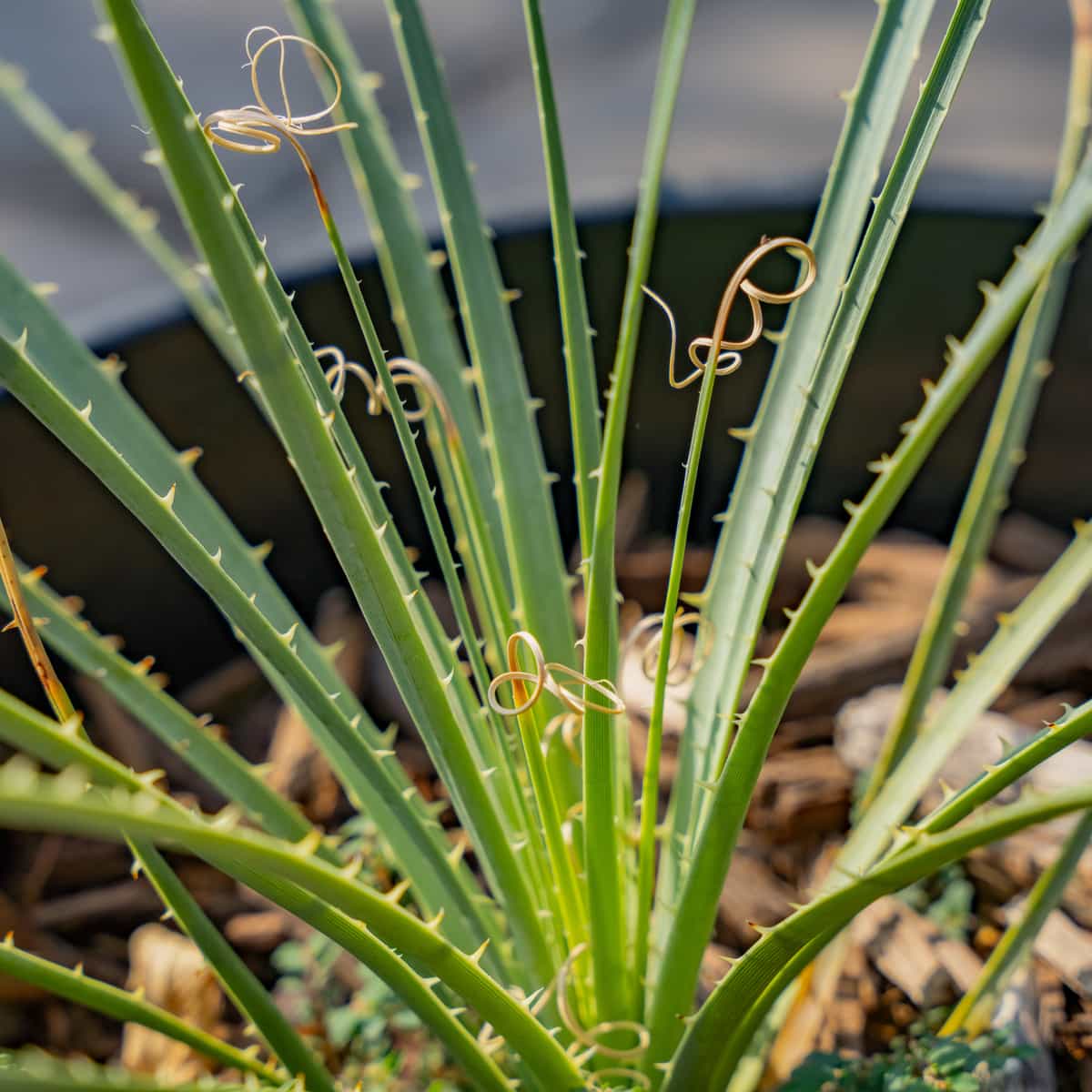 Desert Spoon | Cacti Agave and More | Moon Valley Nurseries