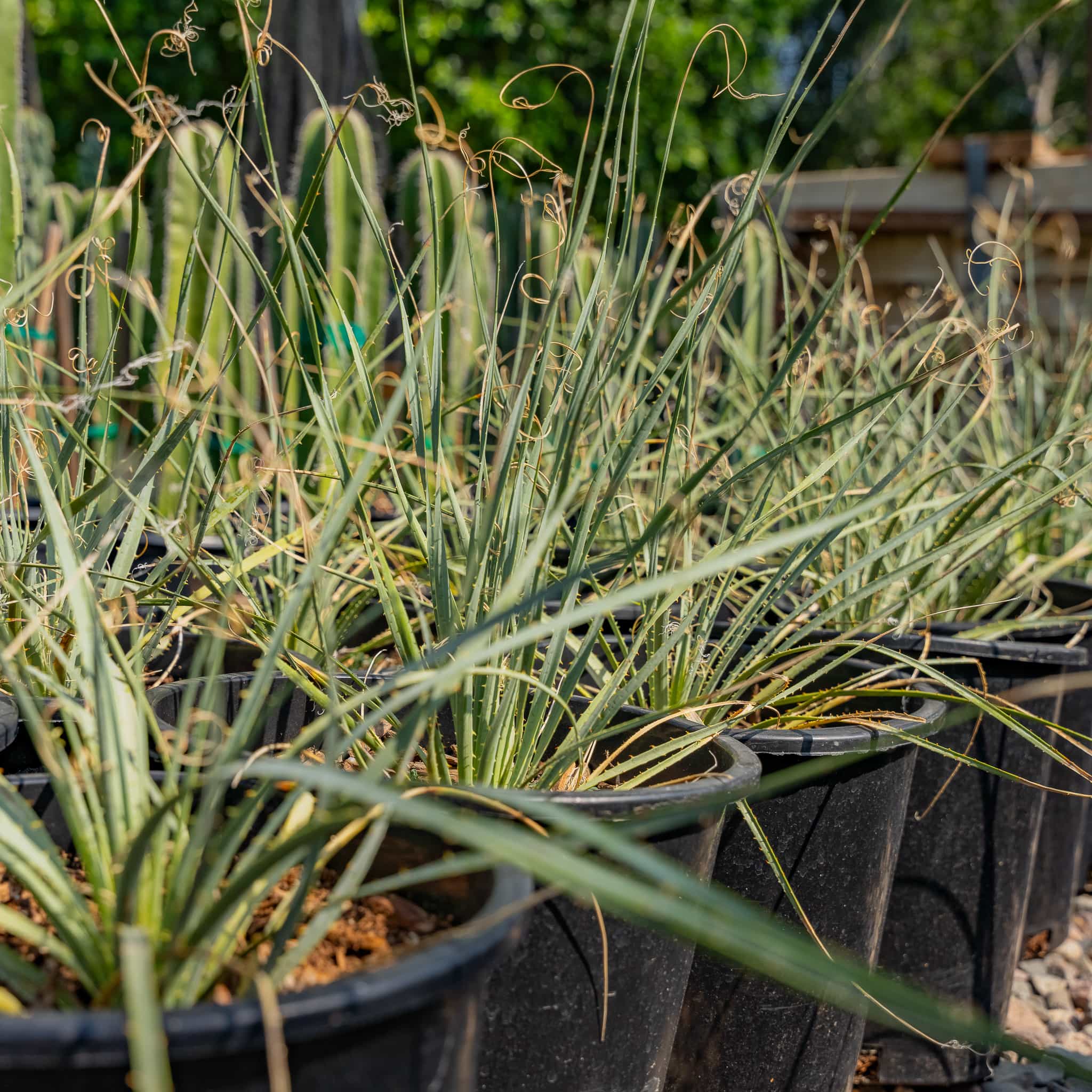 Desert Spoon | Cacti Agave and More | Moon Valley Nurseries