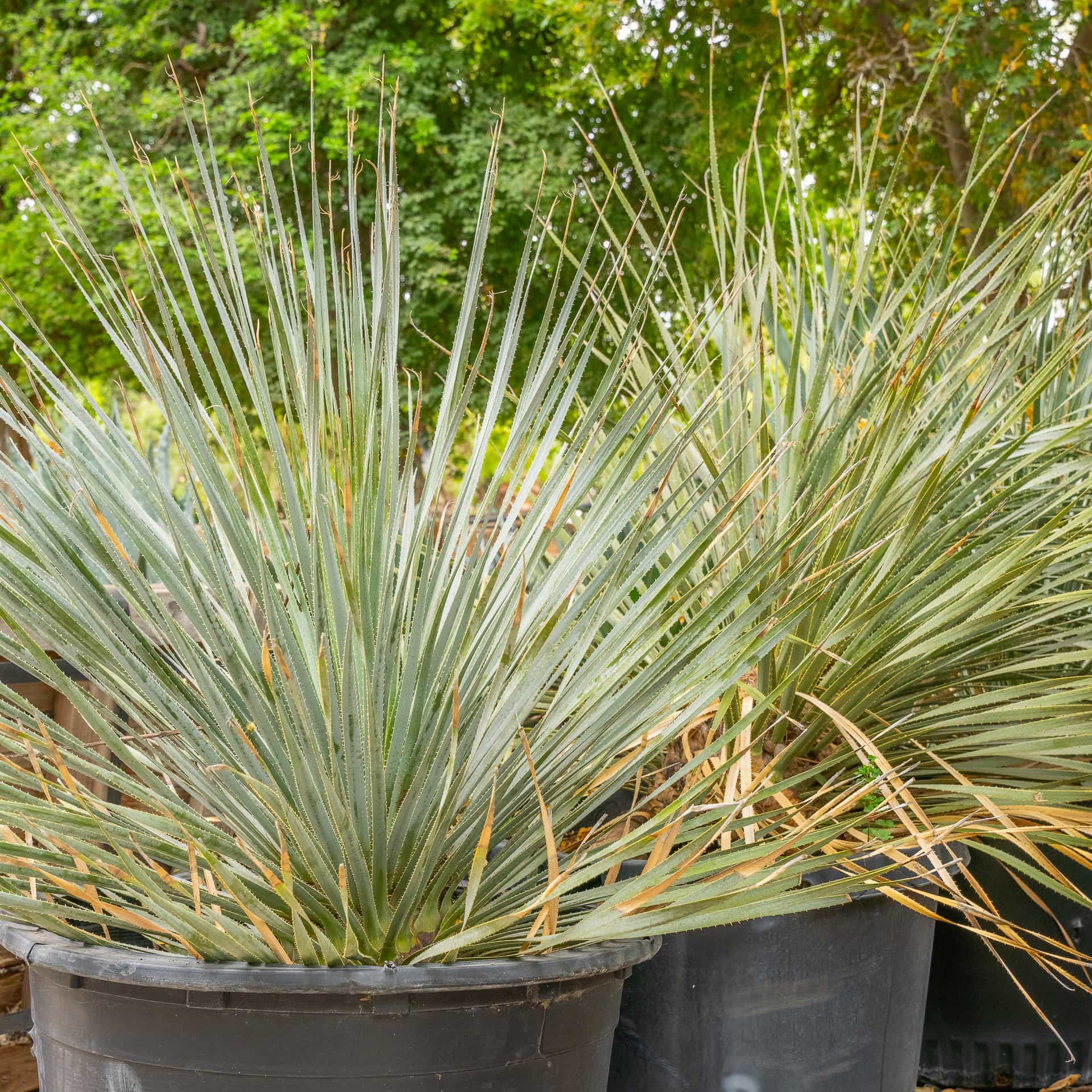 Desert Spoon | Cacti Agave and More | Moon Valley Nurseries