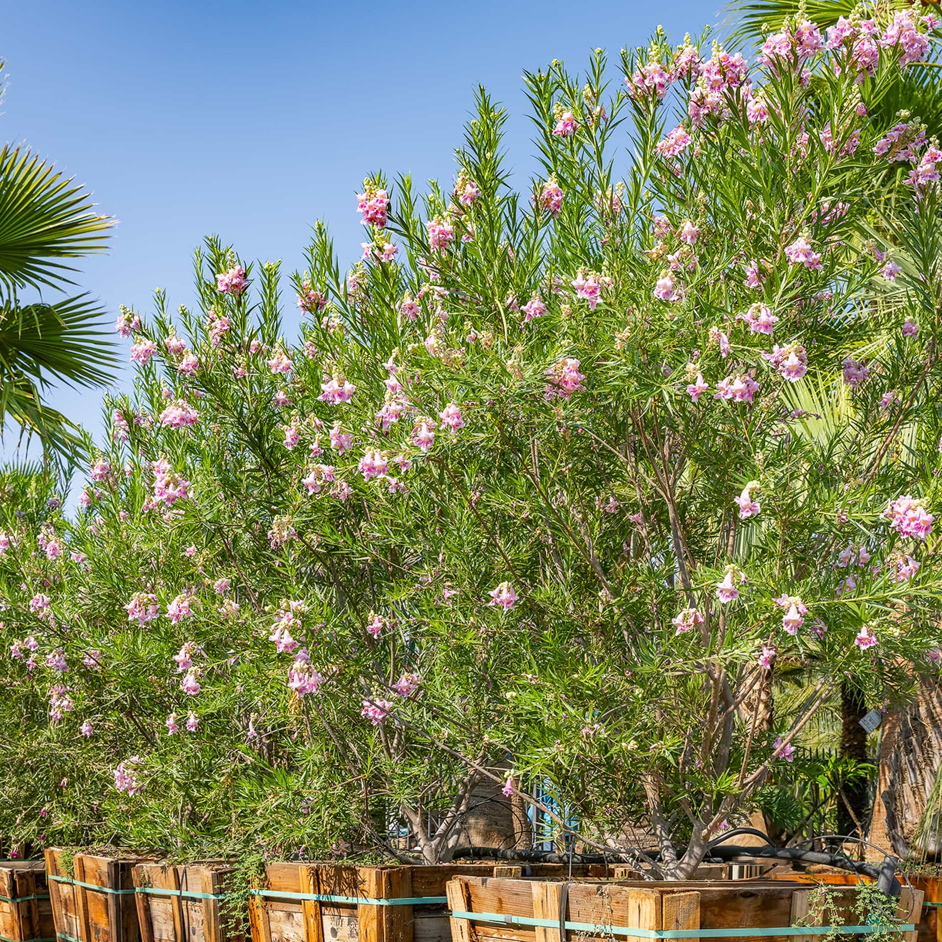 Desert Willow | Flowering Trees | Moon Valley Nurseries