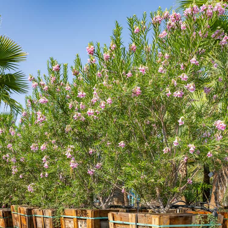 Desert Willow | Flowering Trees | Moon Valley Nurseries