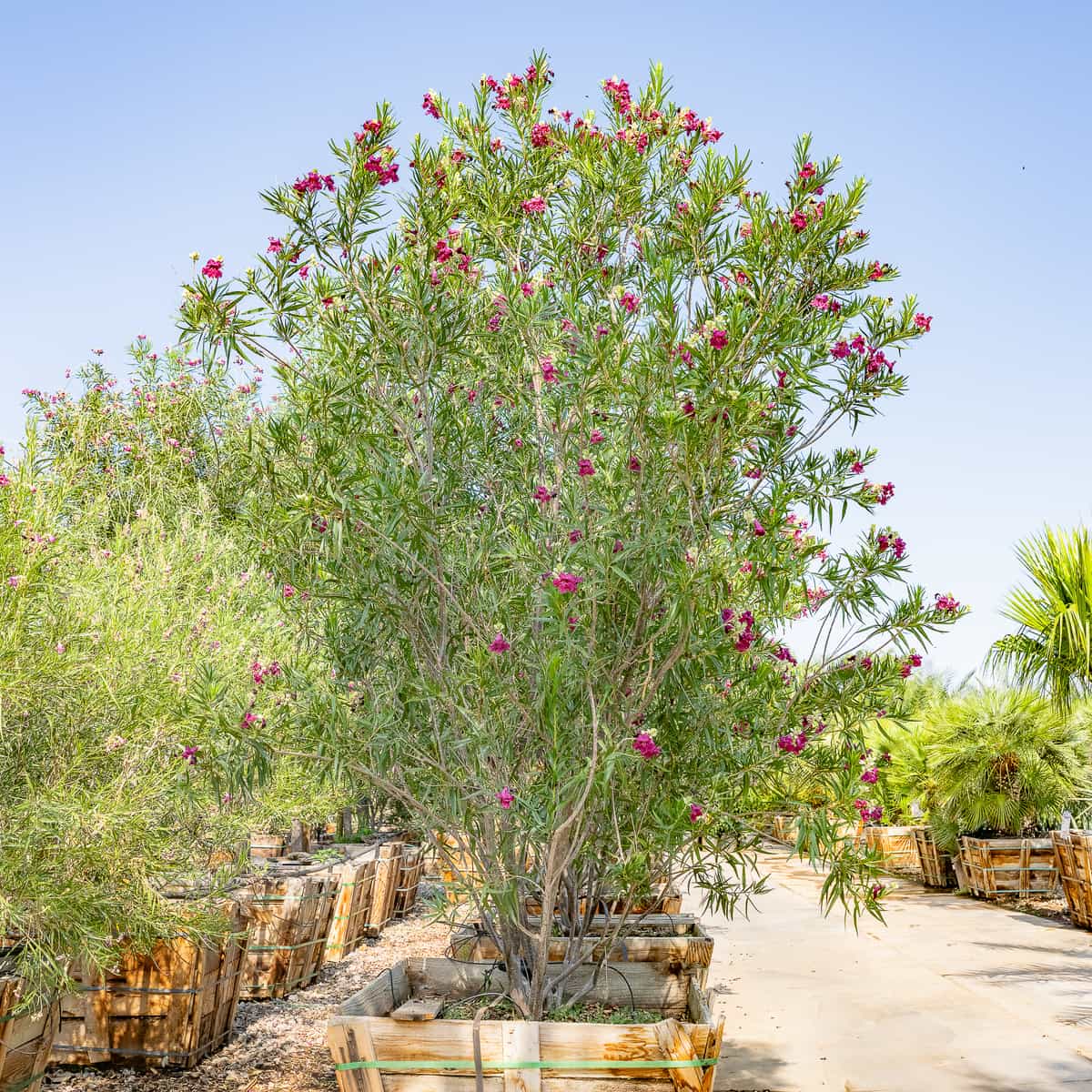 Desert Willow | Flowering Trees | Moon Valley Nurseries
