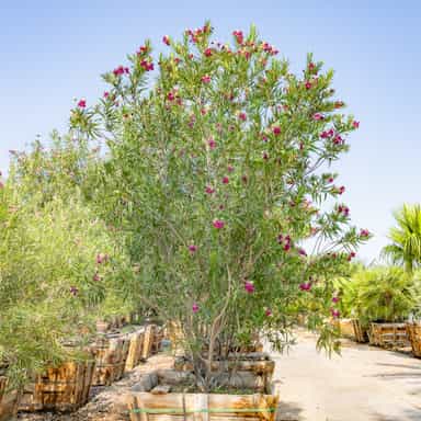 Desert Willow | Flowering Trees | Moon Valley Nurseries