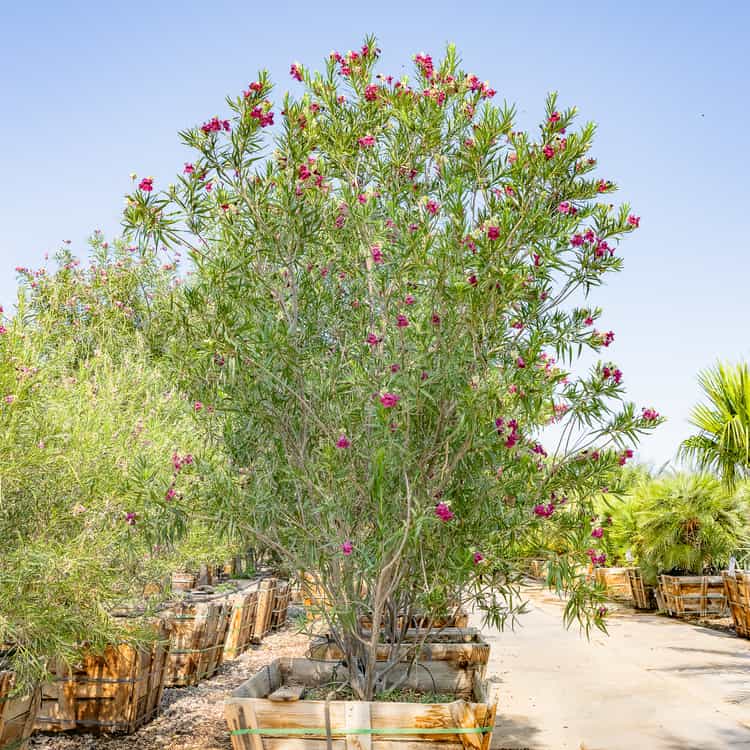 Desert Willow | Flowering Trees | Moon Valley Nurseries