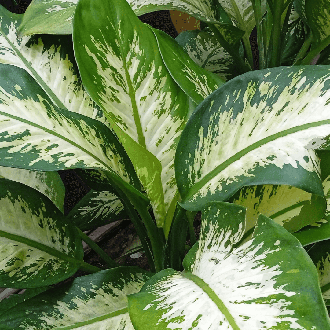 Moon Valley Nurseries