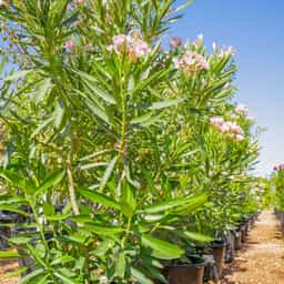 Dwarf Oleander Pink | Shrubs | Moon Valley Nurseries