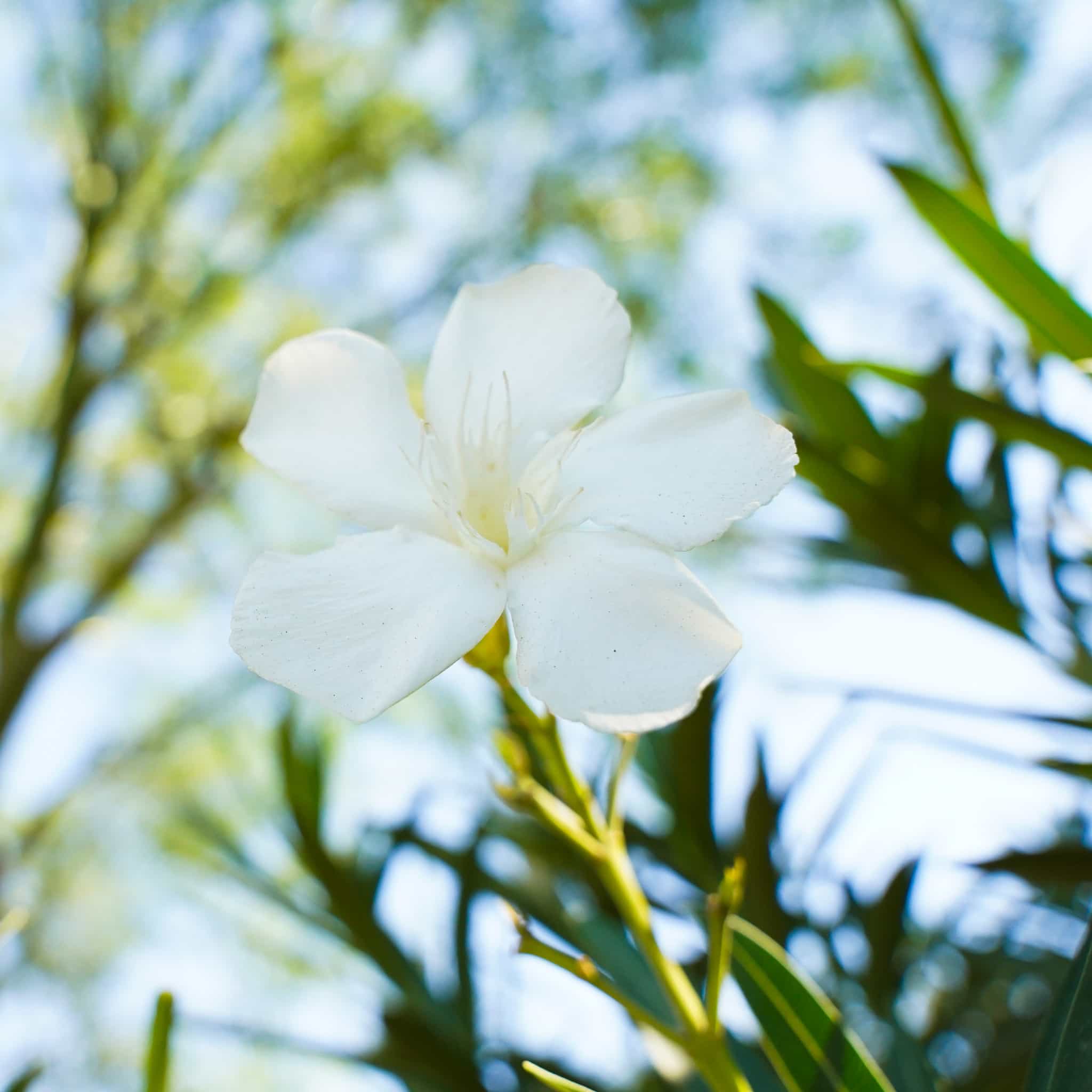 Dwarf Oleander White | Shrubs | Moon Valley Nurseries