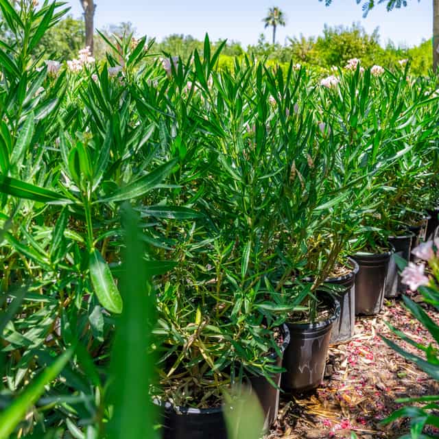 Dwarf Oleander Red | Shrubs | Moon Valley Nurseries