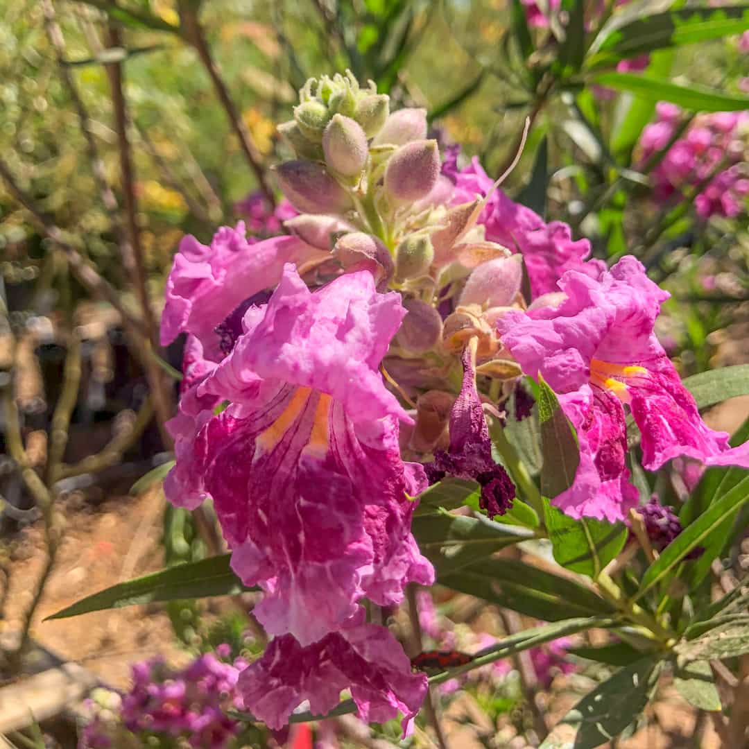 Desert Willow | Flowering Trees | Moon Valley Nurseries