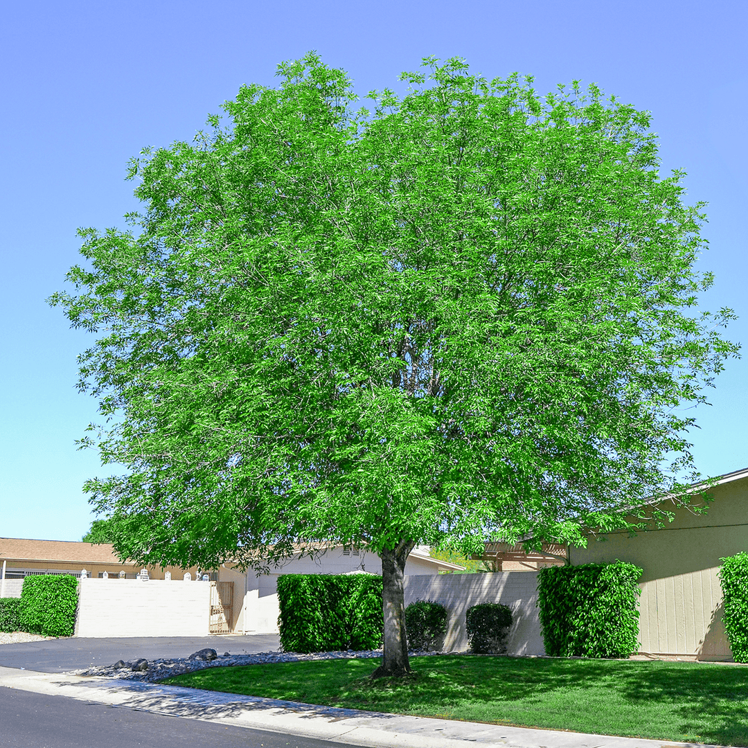 Shamel Ash | Fast Growers | Moon Valley Nurseries