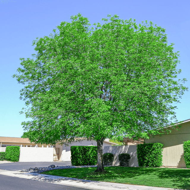 Shamel Ash | Fast Growers | Moon Valley Nurseries