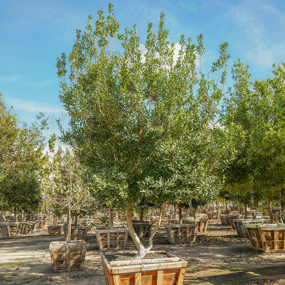 Eagleston Holly | Evergreen Trees | Moon Valley Nurseries