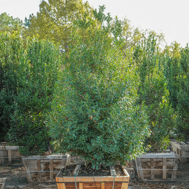 Eagleston Holly | Evergreen Trees | Moon Valley Nurseries