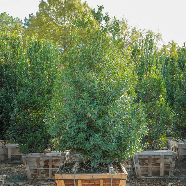 Eagleston Holly | Evergreen Trees | Moon Valley Nurseries