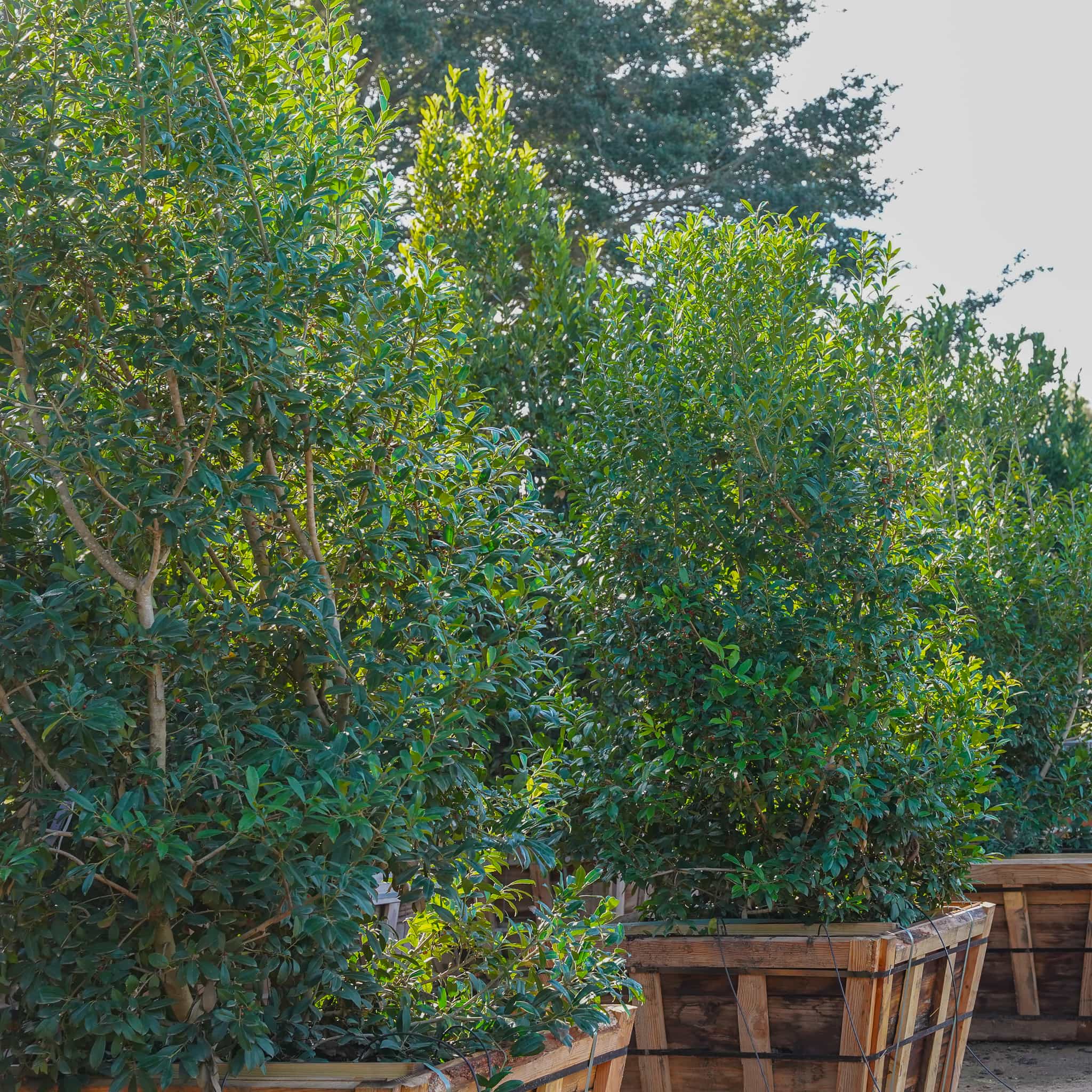 Eagleston Holly | Evergreen Trees | Moon Valley Nurseries