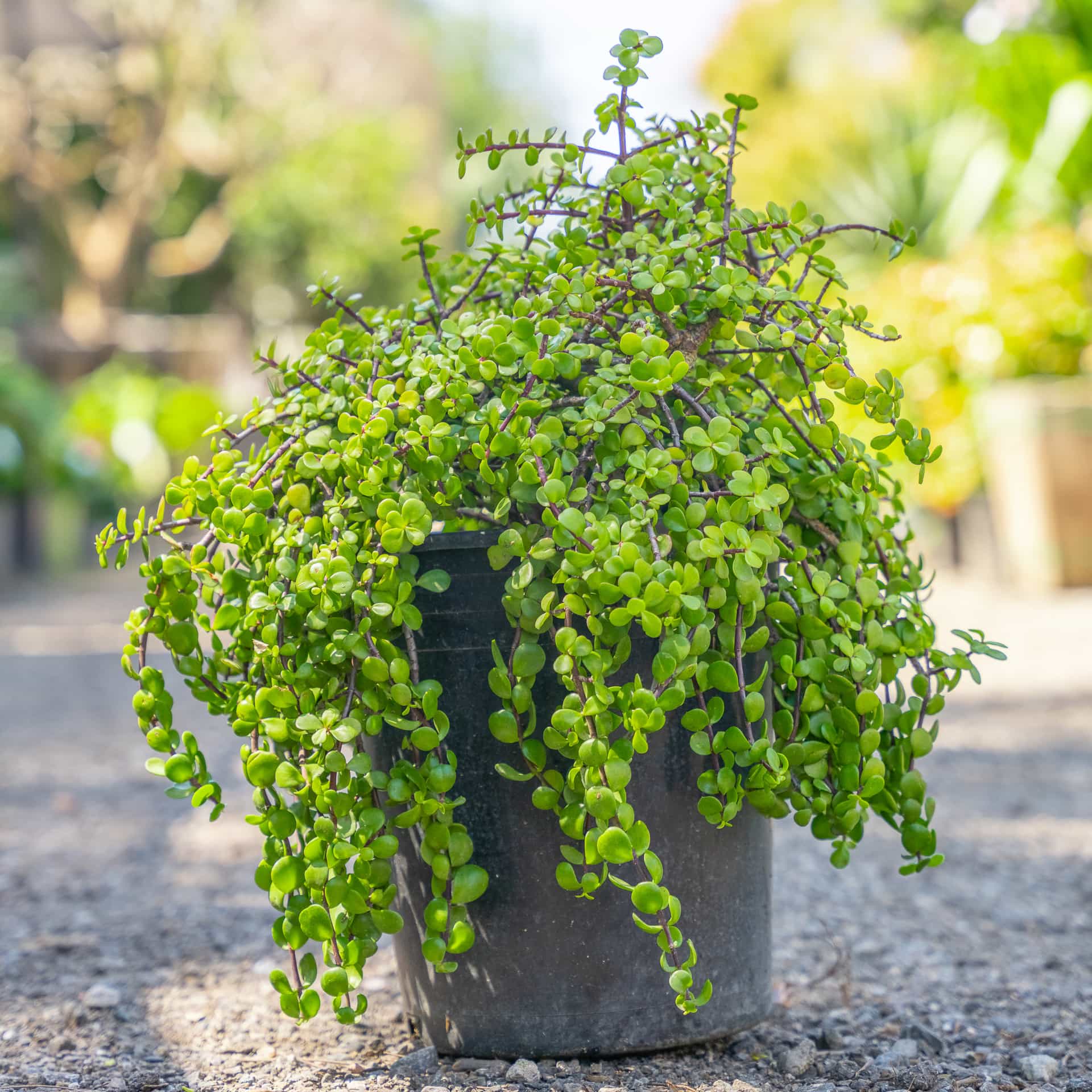 Variegated Elephant Food | Succulents | Moon Valley Nursery