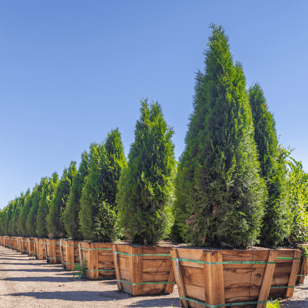 Moon Valley Nurseries