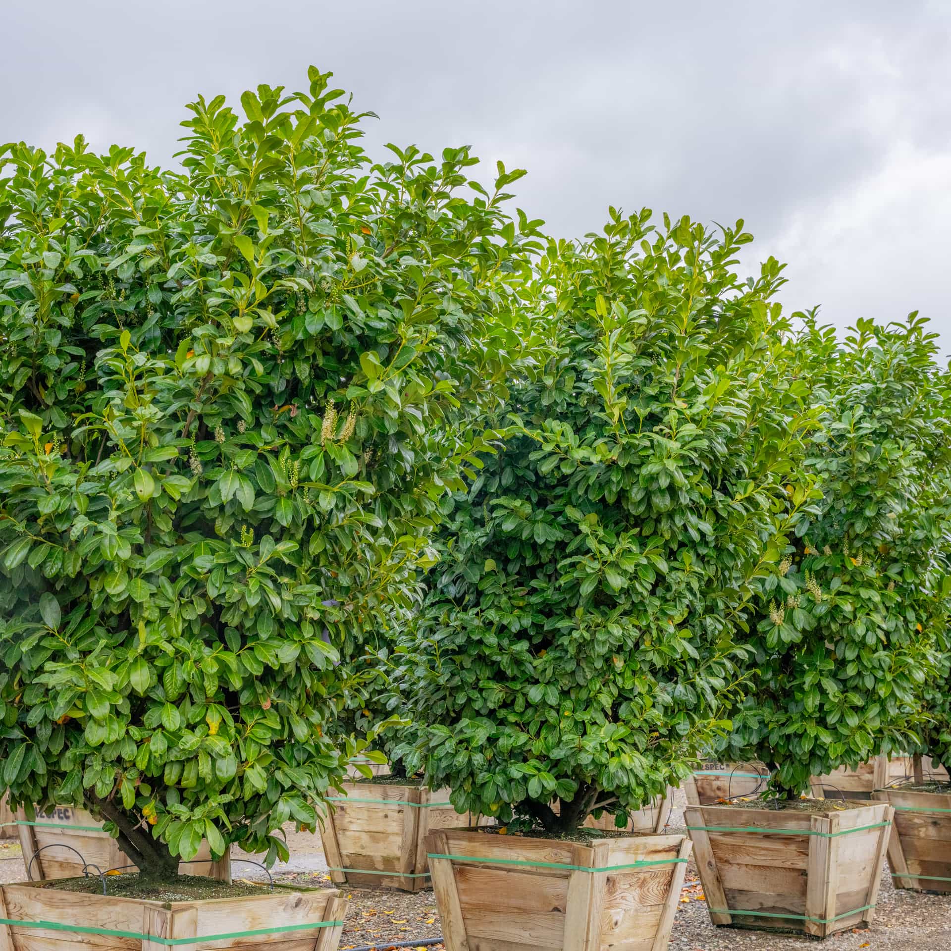 Cherry Laurel | Evergreen Trees | Moon Valley Nurseries