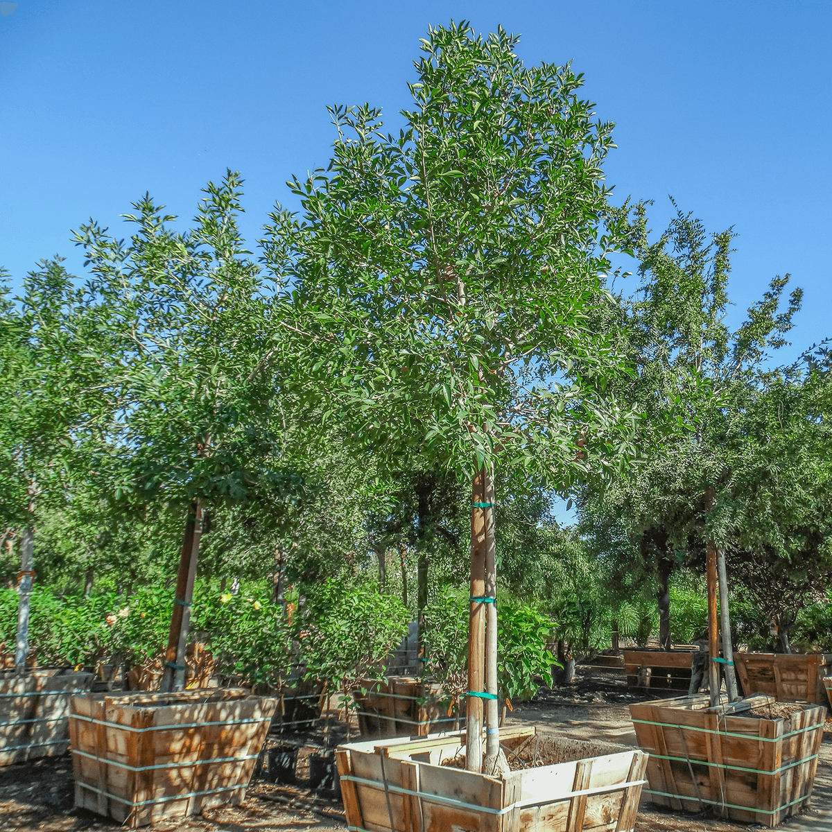 Fall Color Trees for Sale | Moon Valley Nurseries