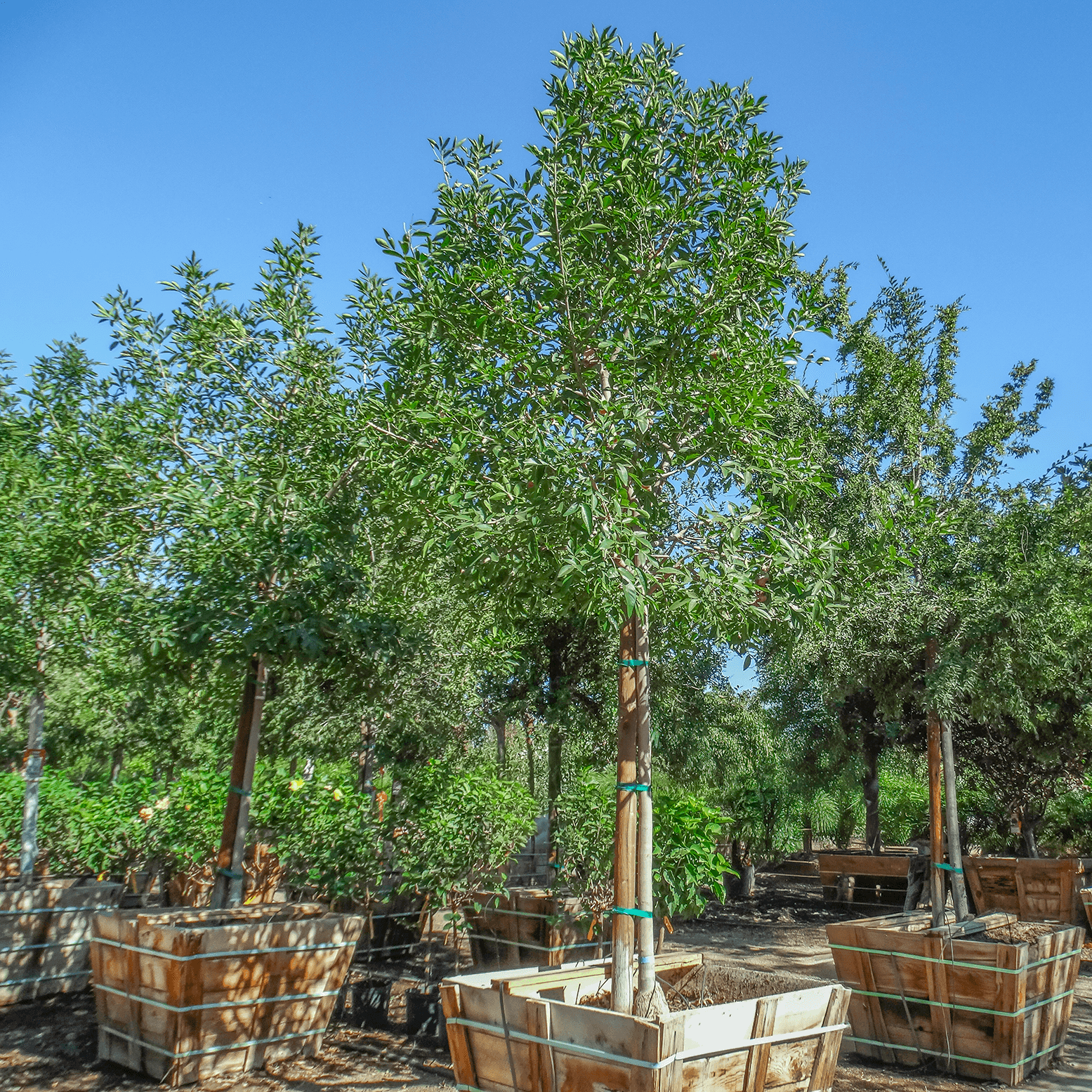 Fan Tex Ash | Fast Growers | Moon Valley Nurseries