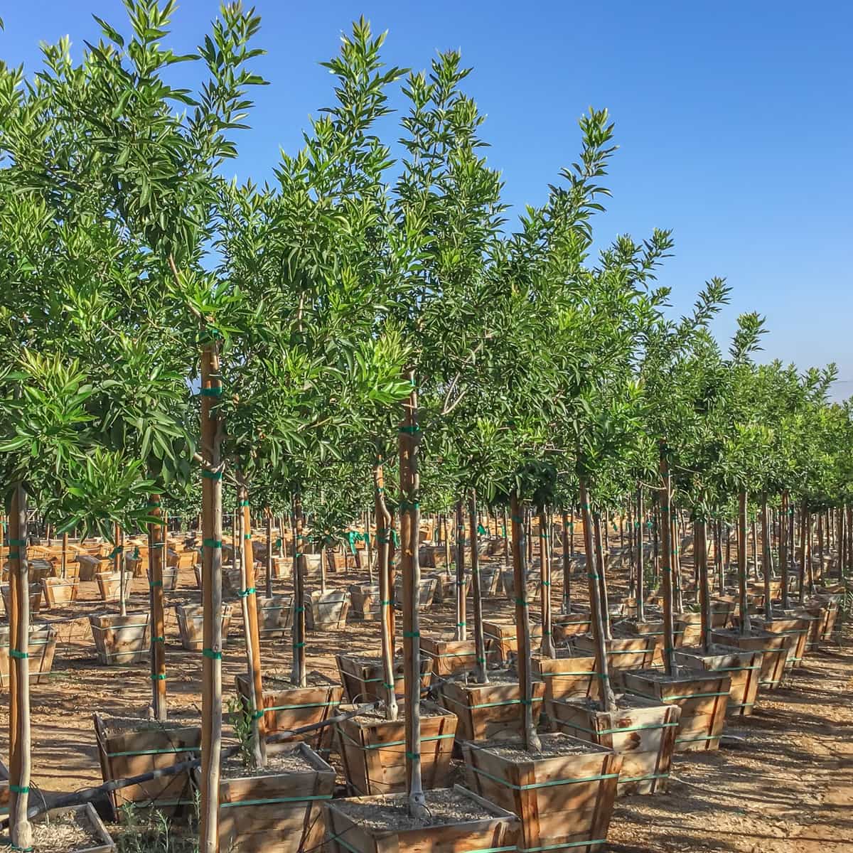 Fan Tex Ash | Fast Growers | Moon Valley Nurseries