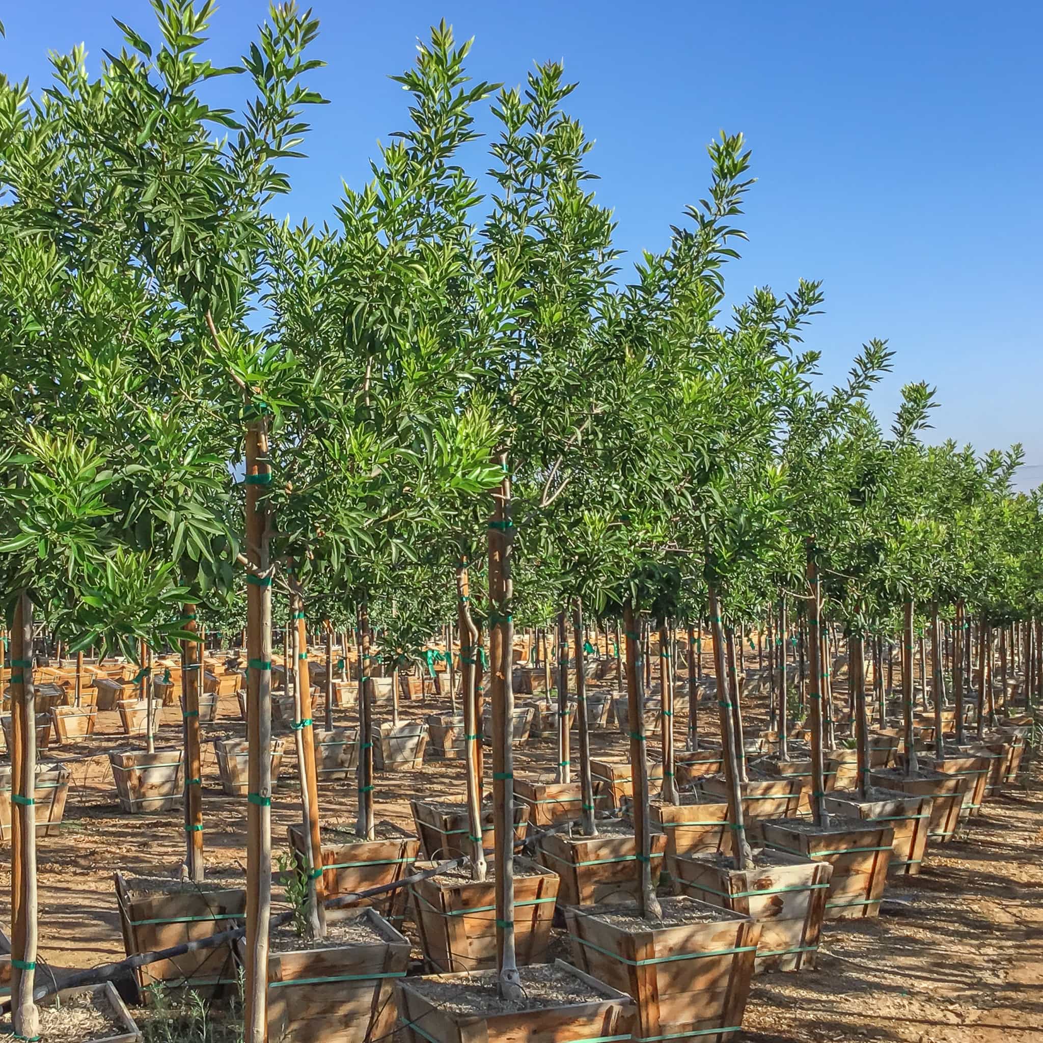 Fan Tex Ash | Fast Growers | Moon Valley Nurseries