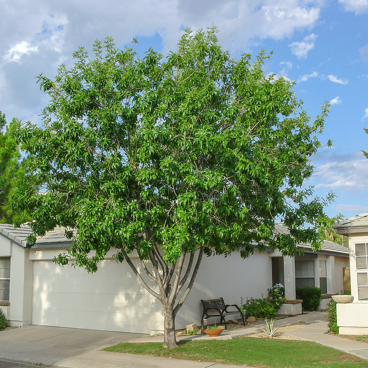 Fan Tex Ash | Fast Growers | Moon Valley Nurseries