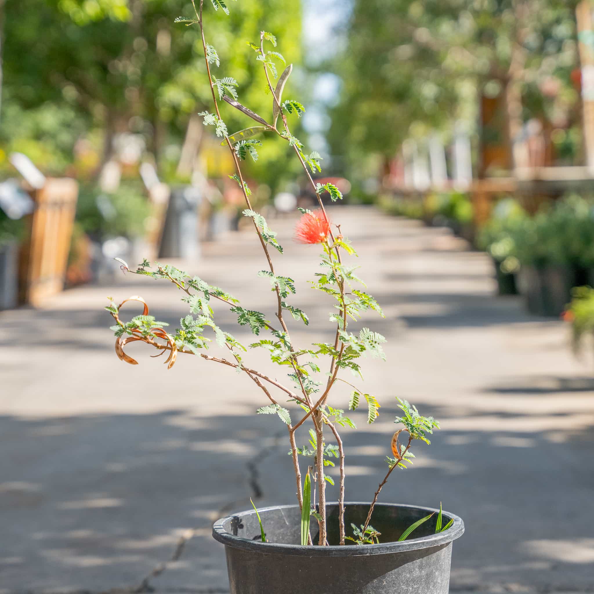 Moon Valley Nurseries