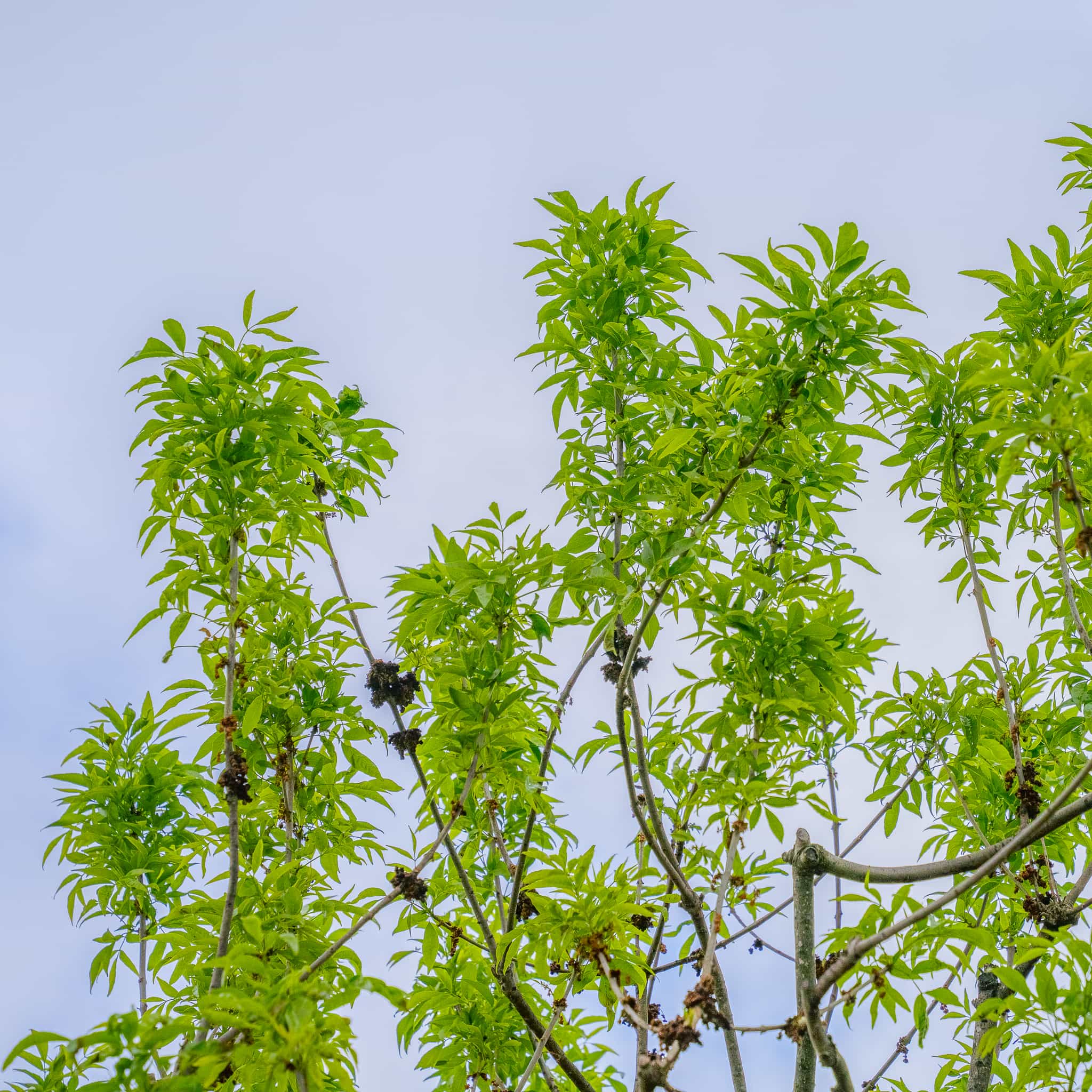 Fan Tex Ash | Fast Growers | Moon Valley Nurseries