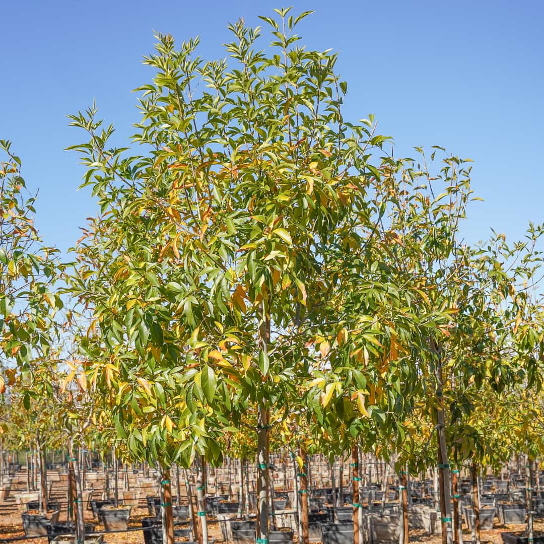 Fan Tex Ash | Fast Growers | Moon Valley Nurseries