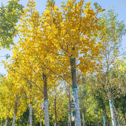 Fan Tex Ash | Fast Growers | Moon Valley Nurseries