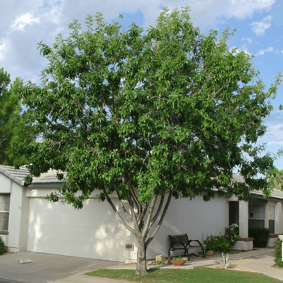 Arizona Ash | Fast Growers | Moon Valley Nurseries