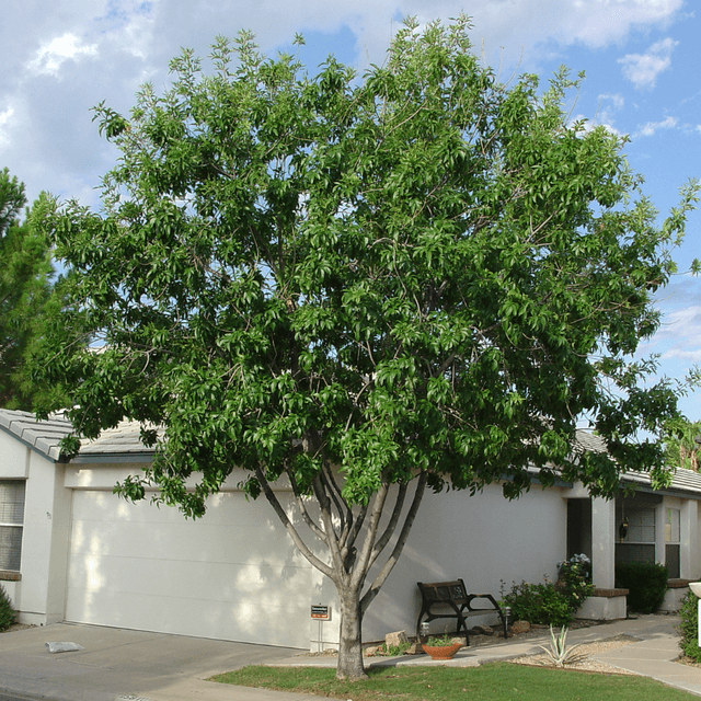 Arizona Ash | Fast Growers | Moon Valley Nurseries