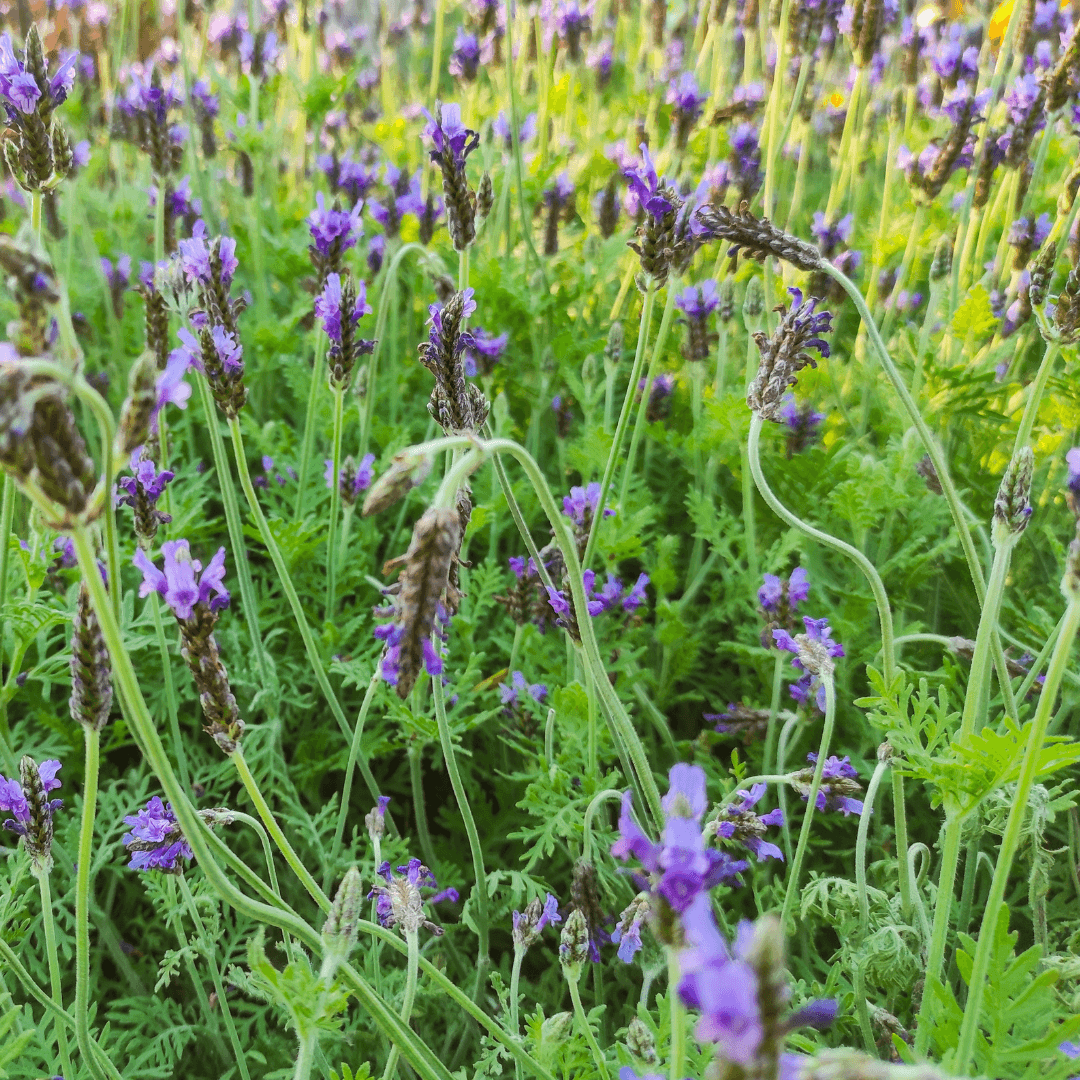 Moon Valley Nurseries