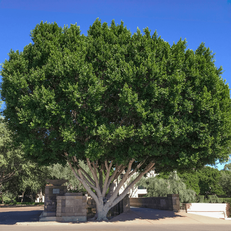 Multi Trunk Ficus nitida | Evergreen Tree | Moon Valley Nurseries