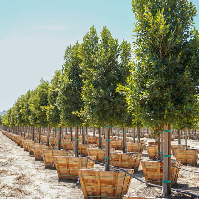 Ficus Indian Laurel Tree for Sale | Moon Valley Nursery