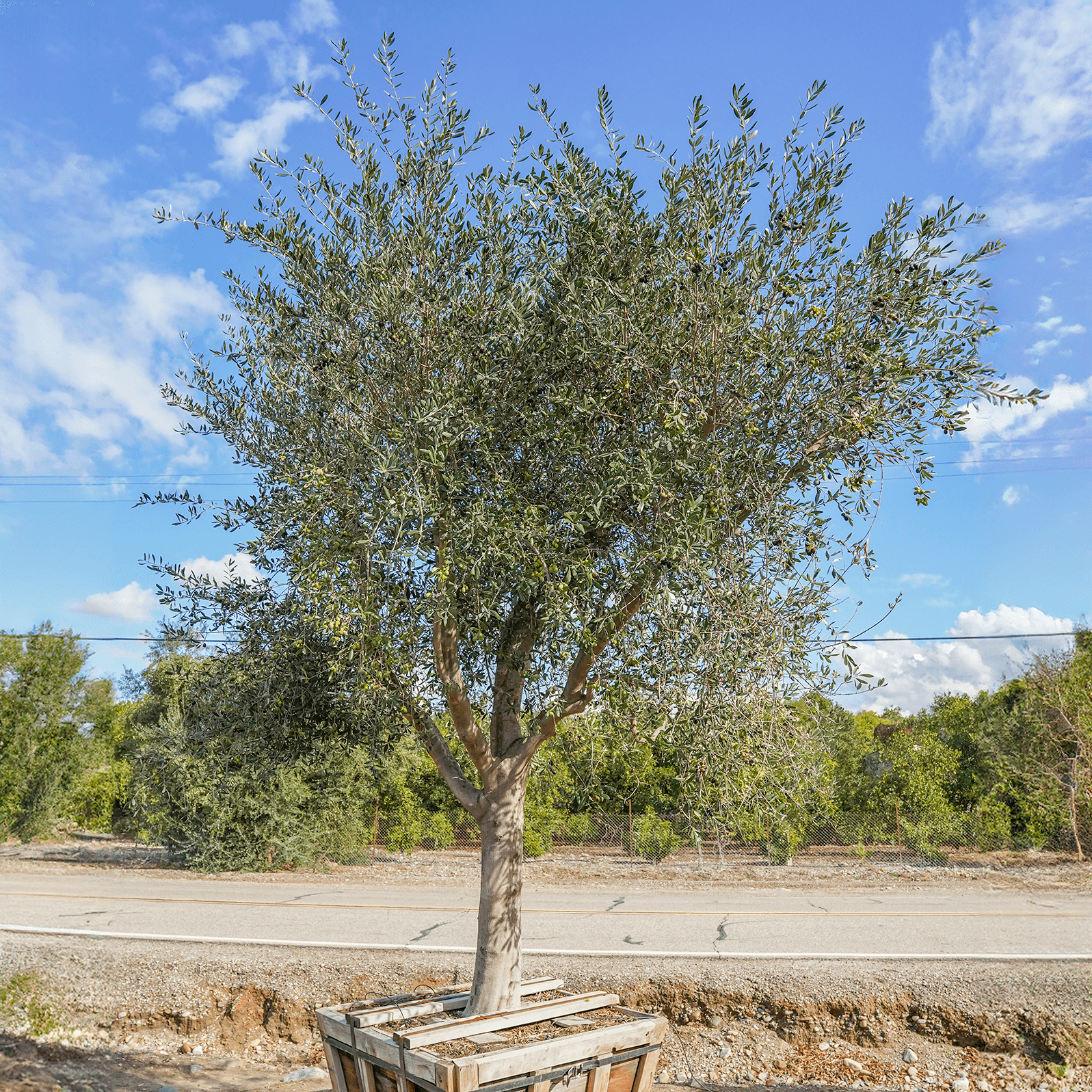 Frantoio Olive | Shade Trees | Moon Valley Nurseries