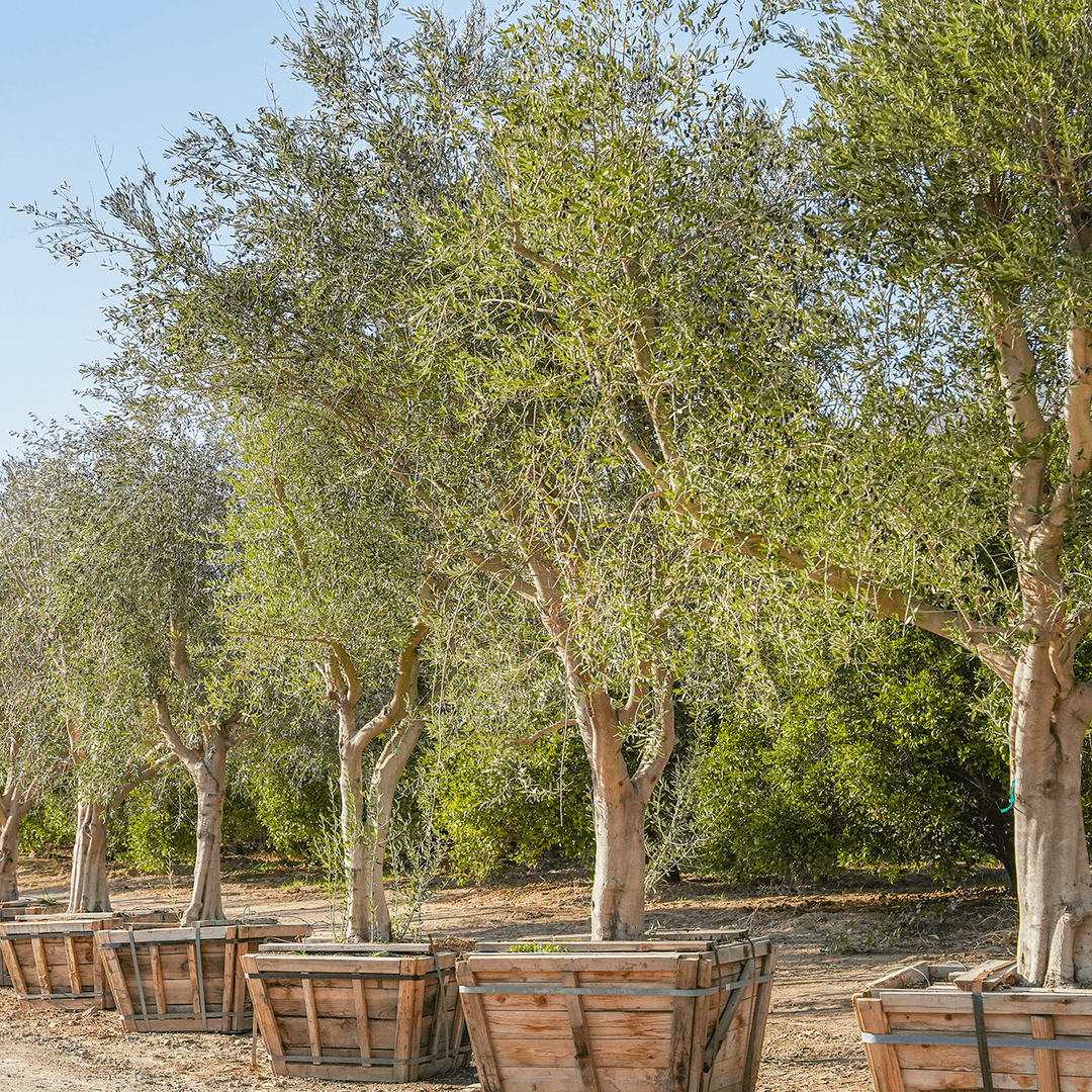 Frantoio Olive | Shade Trees | Moon Valley Nurseries