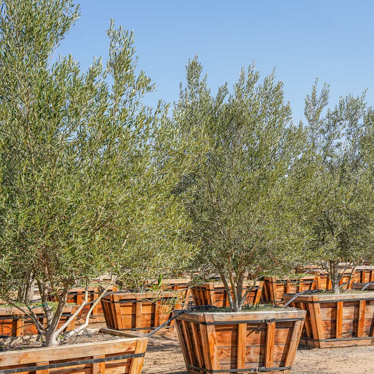 Mastic Tree | Hedge Trees | Moon Valley Nurseries