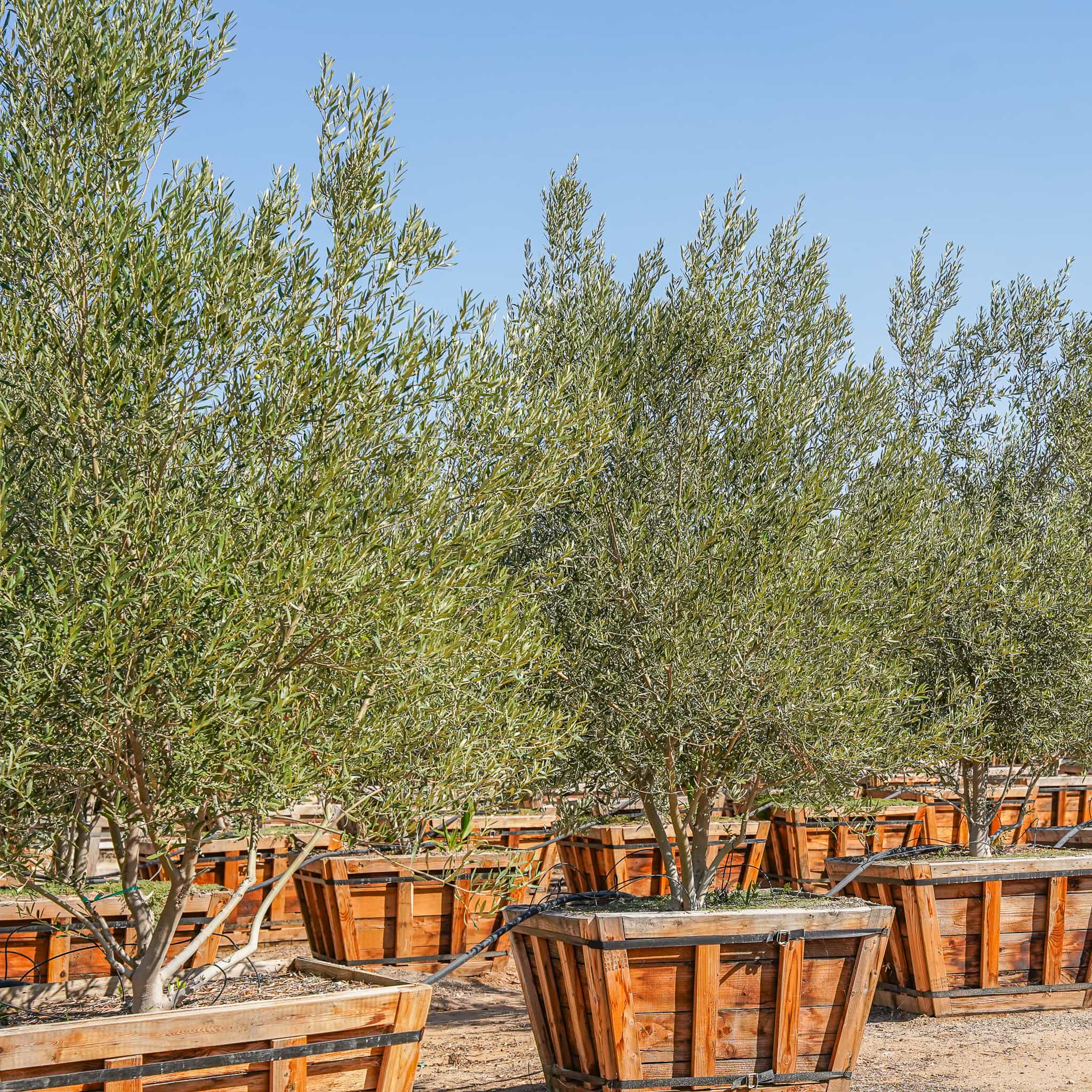 Mastic Tree | Hedge Trees | Moon Valley Nurseries