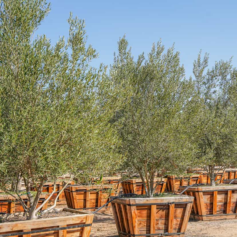 Mastic Tree | Hedge Trees | Moon Valley Nurseries