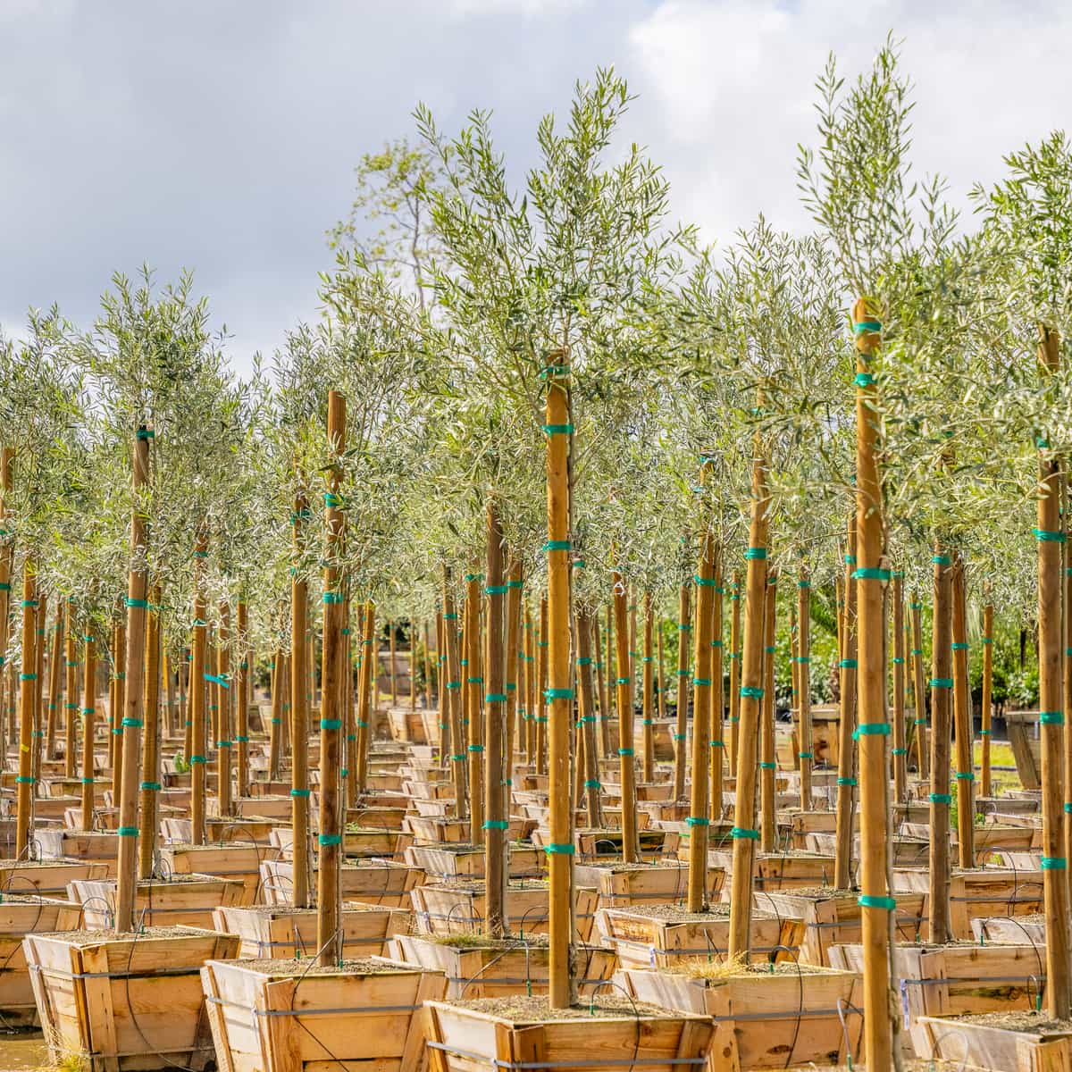 Fruitless Olive | Olive Tree | Moon Valley Nurseries