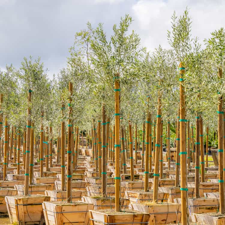 Fruitless Olive | Olive Tree | Moon Valley Nurseries