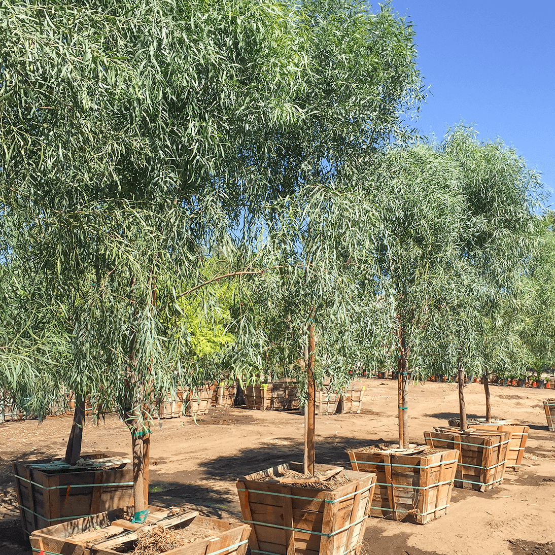 Fruitless Olive | Olive Tree | Moon Valley Nurseries