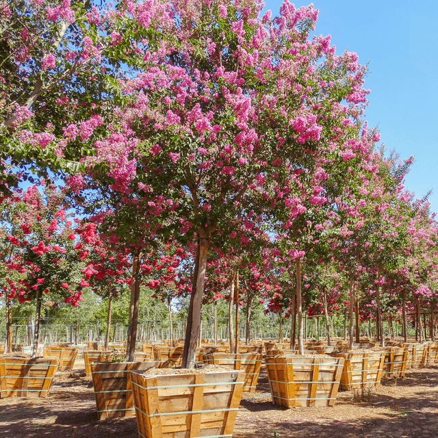 Shop Crape Myrtle Hedges at Moon Valley Nurseries