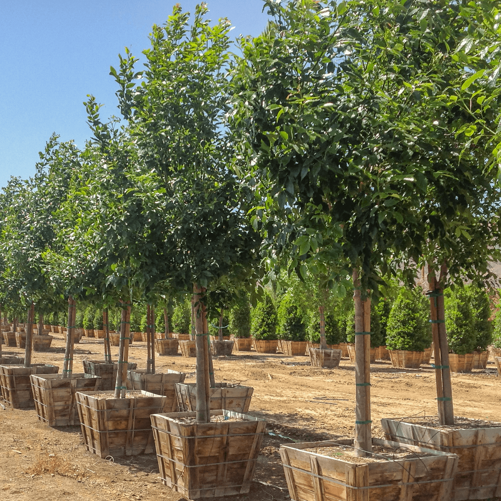 Shamel Ash | Fast Growers | Moon Valley Nurseries