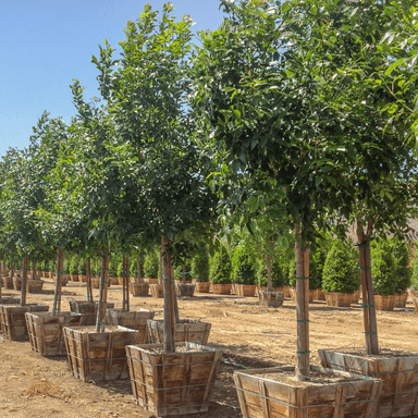 Shamel Ash Fast Growers Moon Valley Nurseries