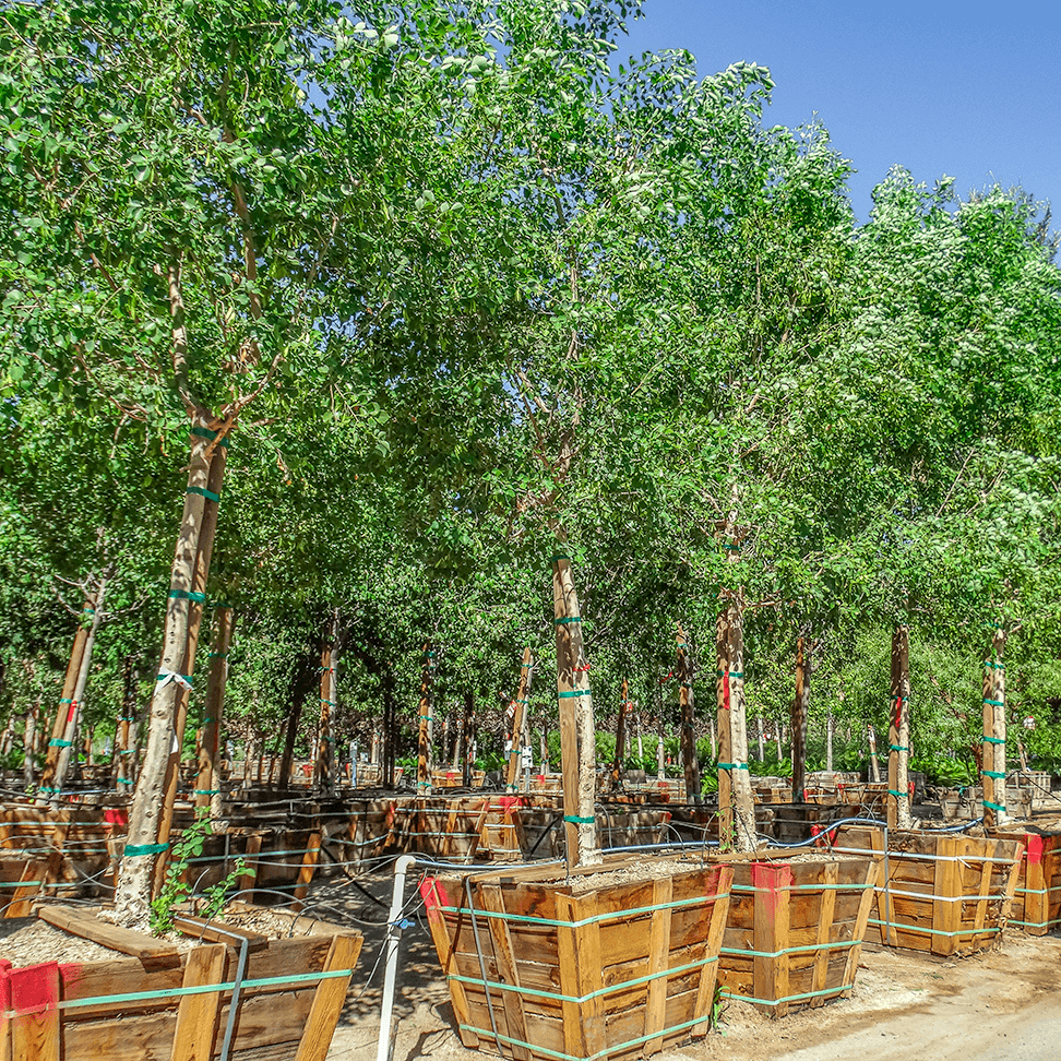 Sissoo | Fast Growers | Moon Valley Nurseries